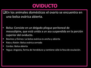 Anatomía del aparato reproductor de la hembra (Animales) | PPTX