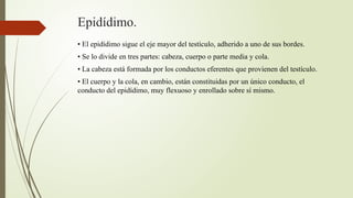 ANATOMÍA DEL APARATO REPRODUCTOR DEL MACHO.pptx