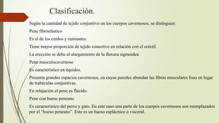 ANATOMÍA DEL APARATO REPRODUCTOR DEL MACHO.pptx