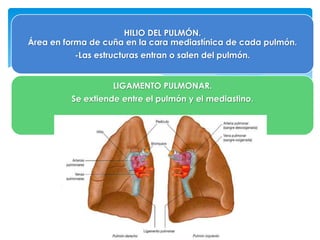 Anatomía del aparato respiratorio | PPTX