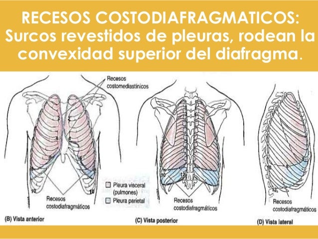 Anatomía del aparato respiratorio