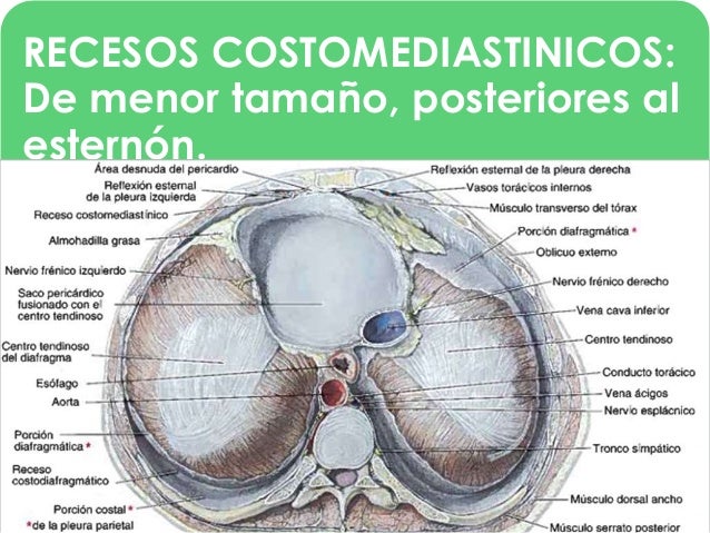 Anatomía del aparato respiratorio