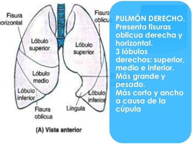 Anatomía del aparato respiratorio