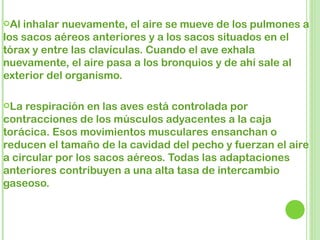 Anatomía del aparato respiratorio en aves | PPT