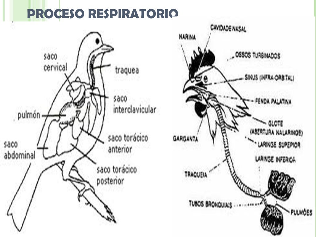 Sistema Respiratorio Das Aves - FDPLEARN