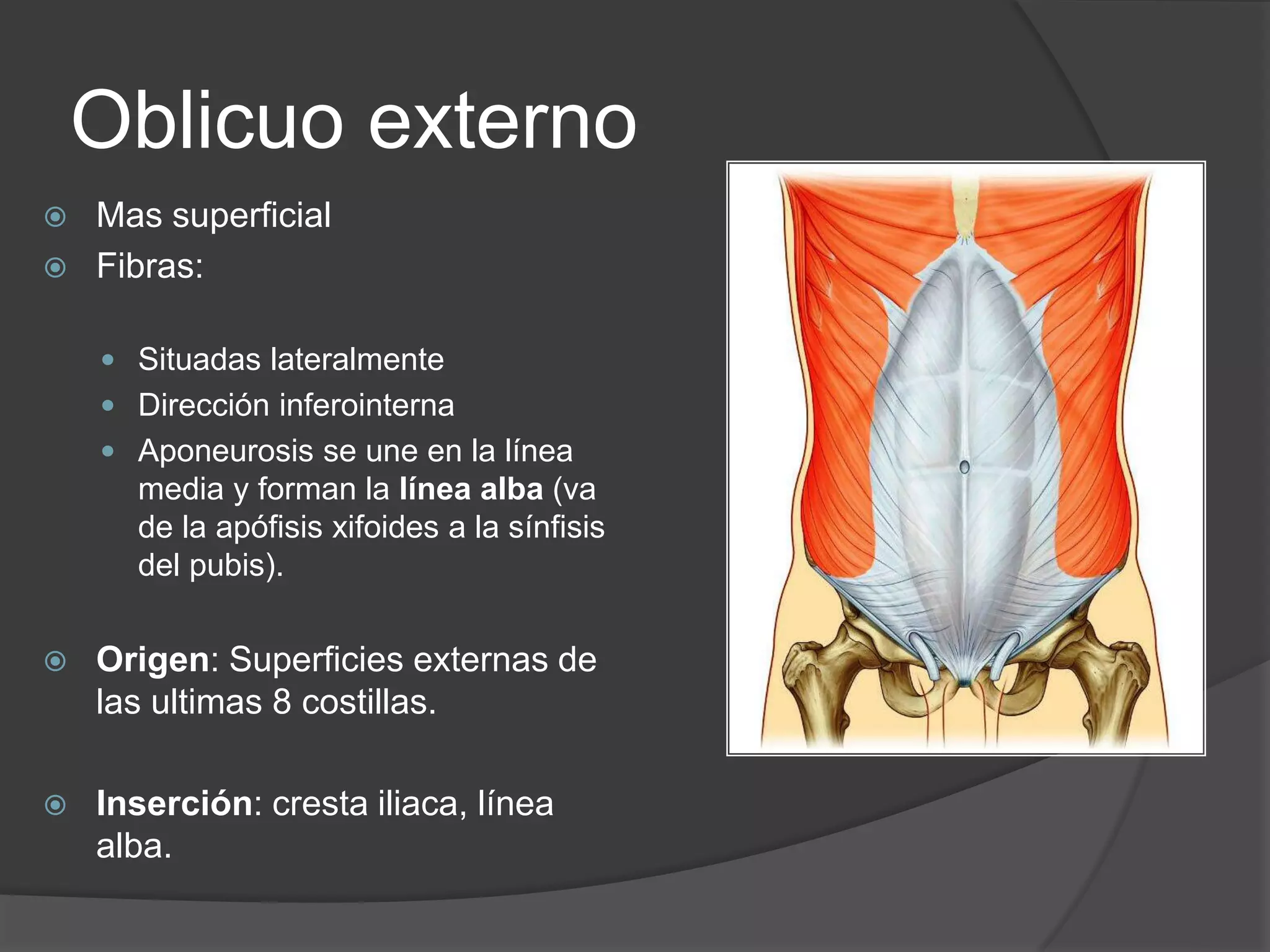 Anatomía de la pared abdominal | PDF