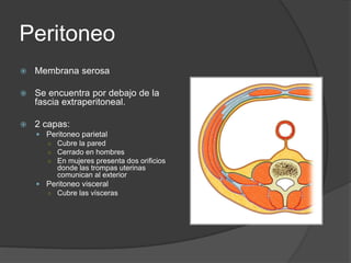 Anatomía de la pared abdominal | PDF