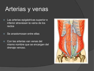 Anatomía de la pared abdominal | PDF