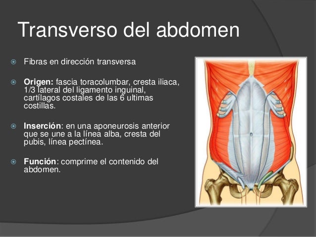 Anatomía de la pared abdominal