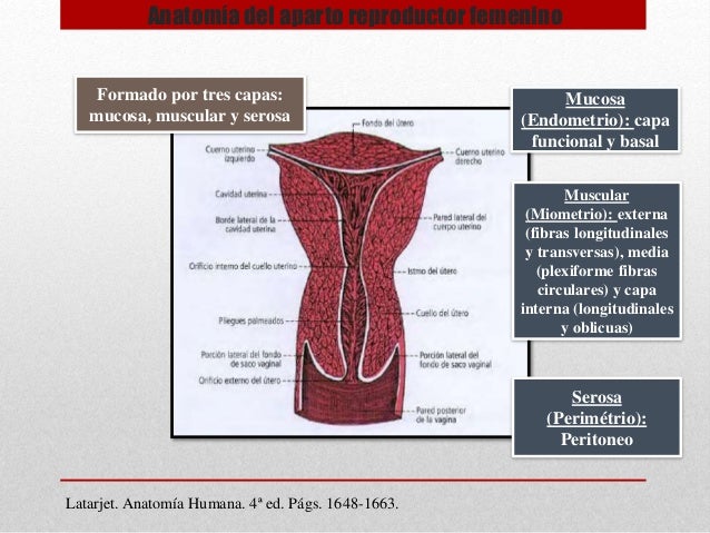 Anatomía del aparto reproductor femenino