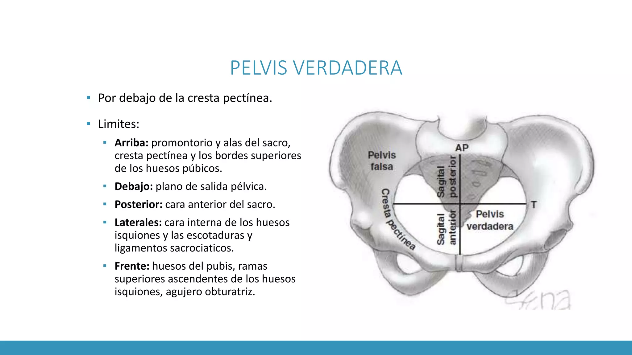 Anatomía de la pelvis femenina (Obstetricia) | PPTX