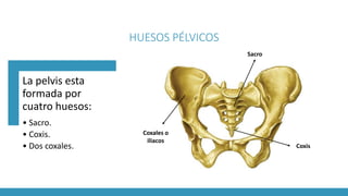 Anatomía de la pelvis femenina (Obstetricia) | PPTX