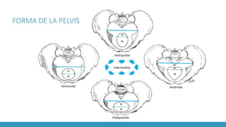 Anatomía de la pelvis femenina (Obstetricia) | PPTX