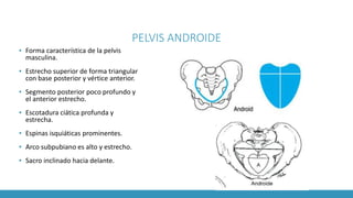 Anatomía de la pelvis femenina (Obstetricia) | PPTX