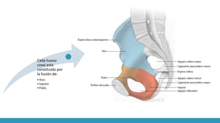 Anatomía de la pelvis femenina (Obstetricia) | PPTX