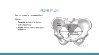 Anatomía de la pelvis femenina (Obstetricia) | PPTX