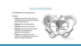 Anatomía de la pelvis femenina (Obstetricia) | PPTX