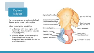 Anatomía de la pelvis femenina (Obstetricia) | PPTX