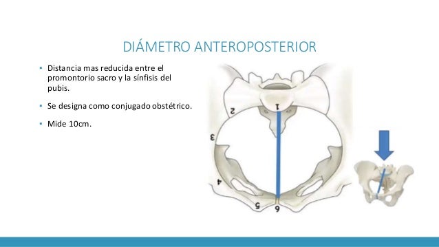 Anatomía de la pelvis femenina (Obstetricia)