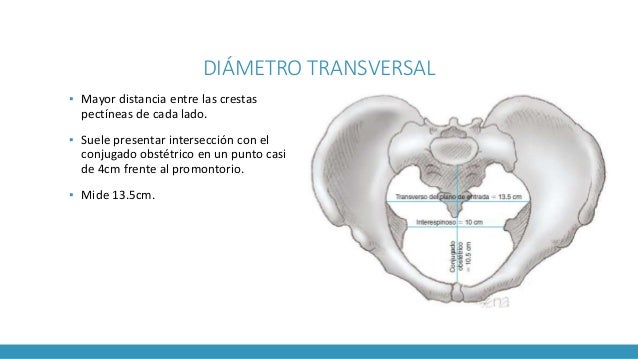 Anatomía de la pelvis femenina (Obstetricia)