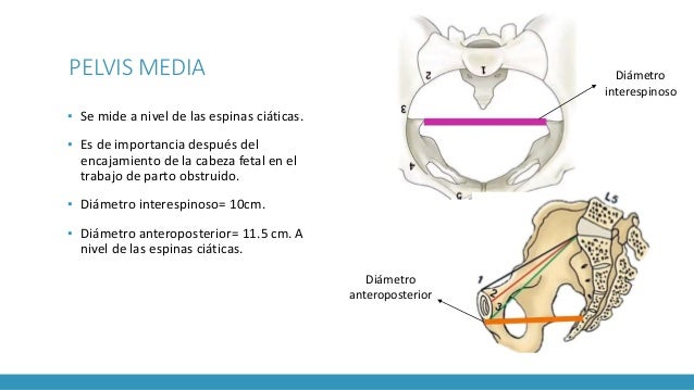 Anatomía de la pelvis femenina (Obstetricia)