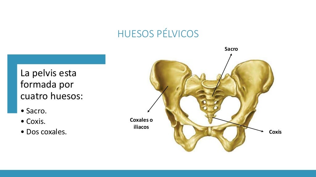 Anatomía de la pelvis femenina (Obstetricia)