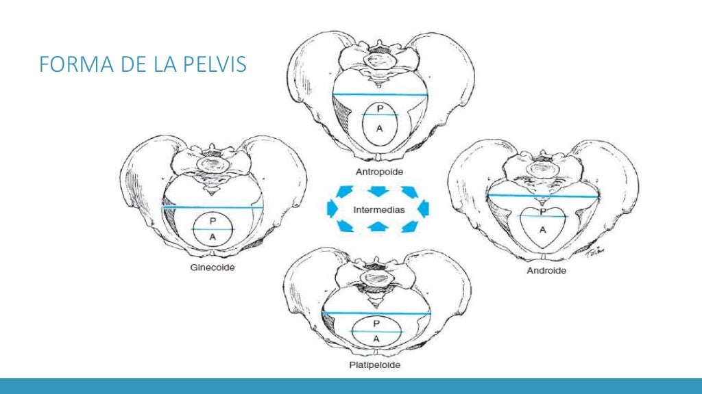 Anatomía de la pelvis femenina (Obstetricia)