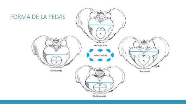 Anatomía de la pelvis femenina (Obstetricia)