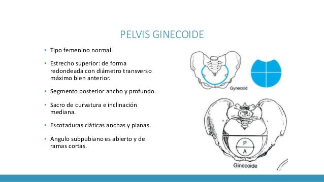 Anatomía de la pelvis femenina (Obstetricia)