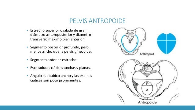 Anatomía de la pelvis femenina (Obstetricia)