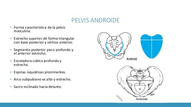 Anatomía de la pelvis femenina (Obstetricia)
