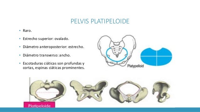 Anatomía de la pelvis femenina (Obstetricia)