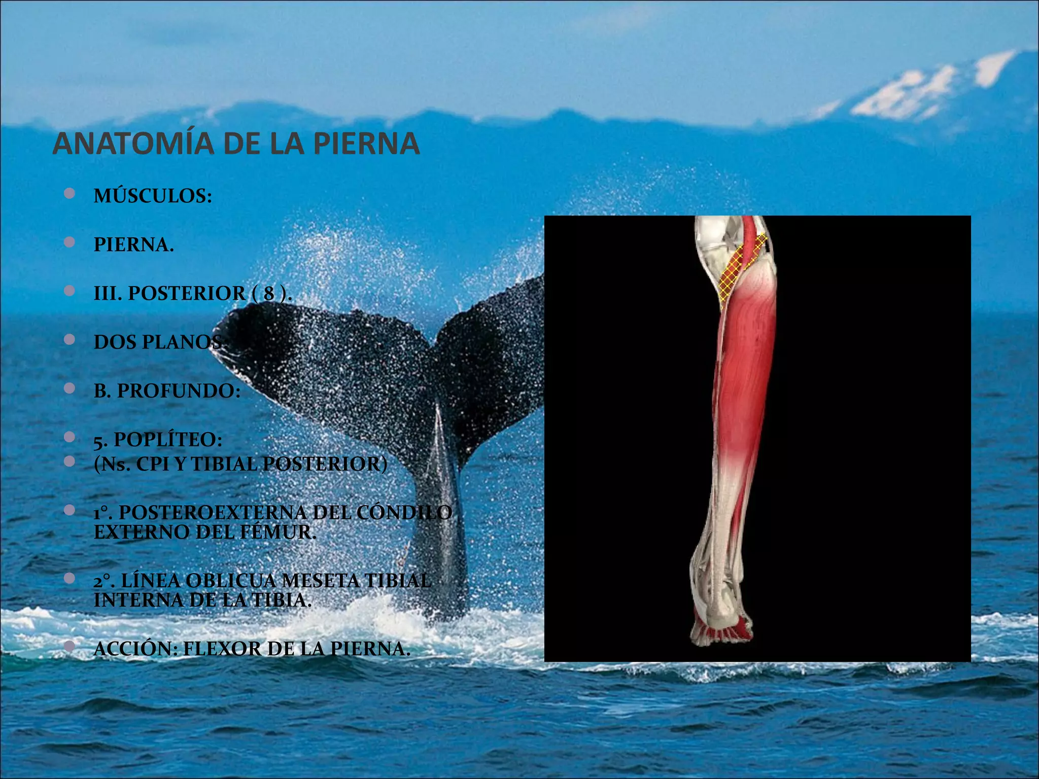 Anatomía de la pierna | PPT