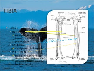 Anatomía de la pierna | PPT