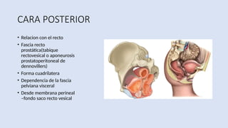 ANATOMÍA GENERAL DE LA PRÓSTATA CORTE ANATOMICO.pptx