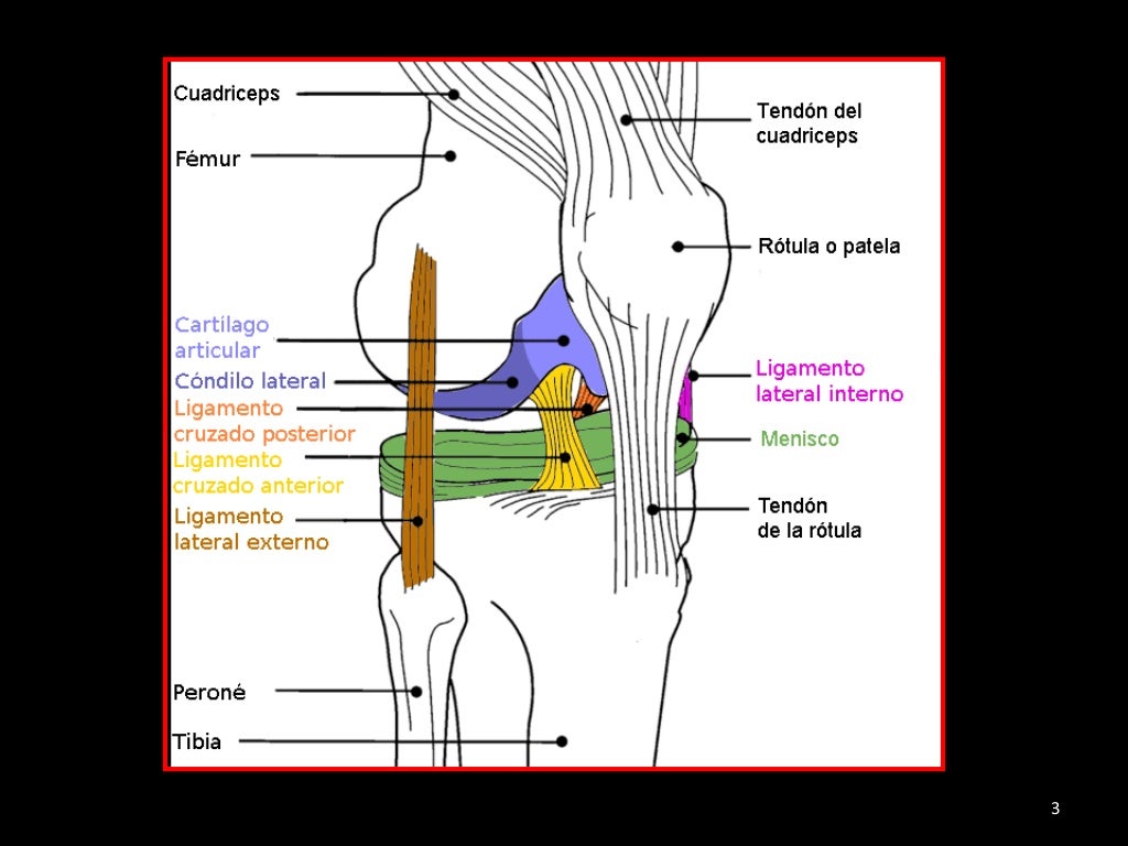 Anatomía de la rodilla
