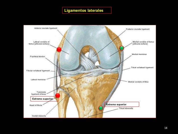 ¿cuáles son los diferentes ligamentos de la rodilla? _ ligamento ...