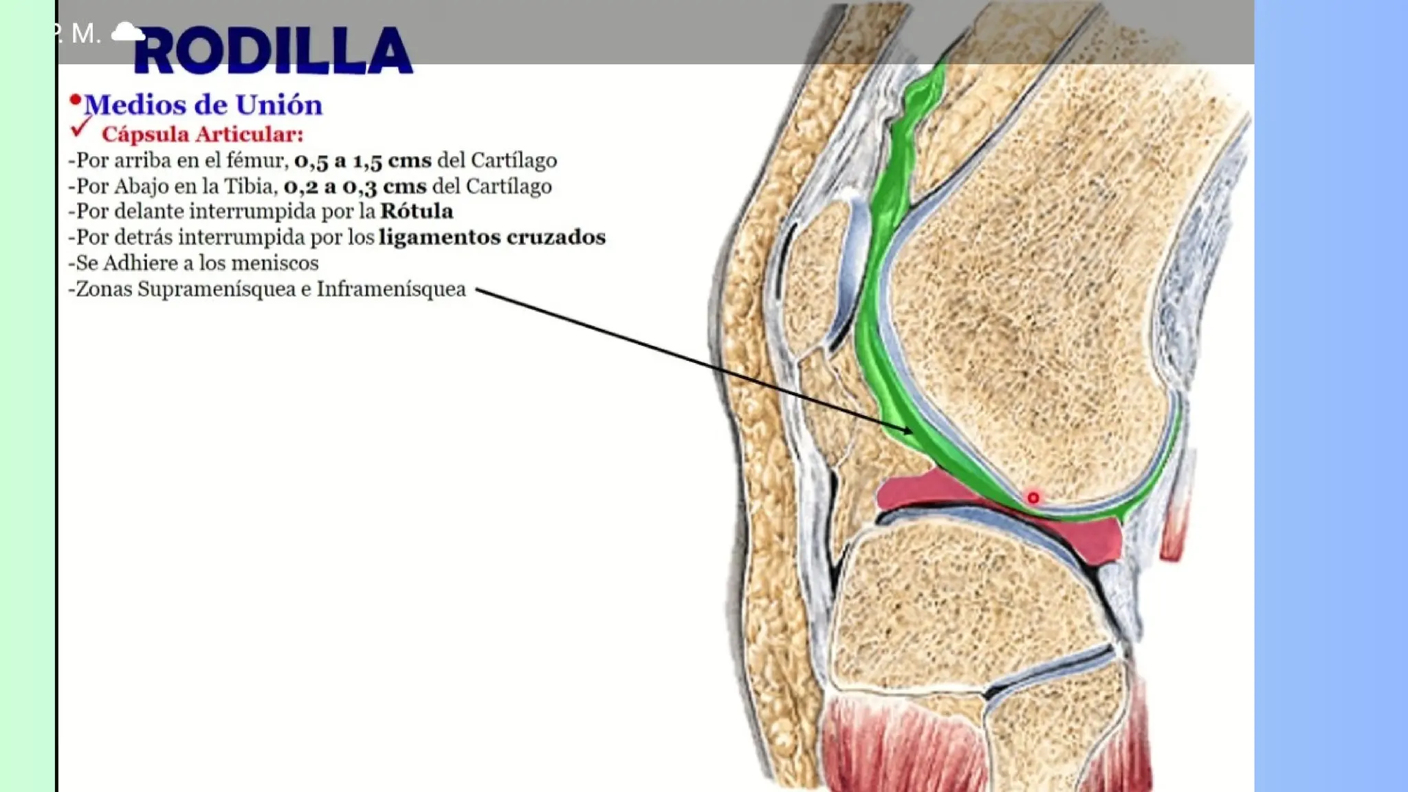 Anatomía de la rotula_20231123_224421_0000.pdf