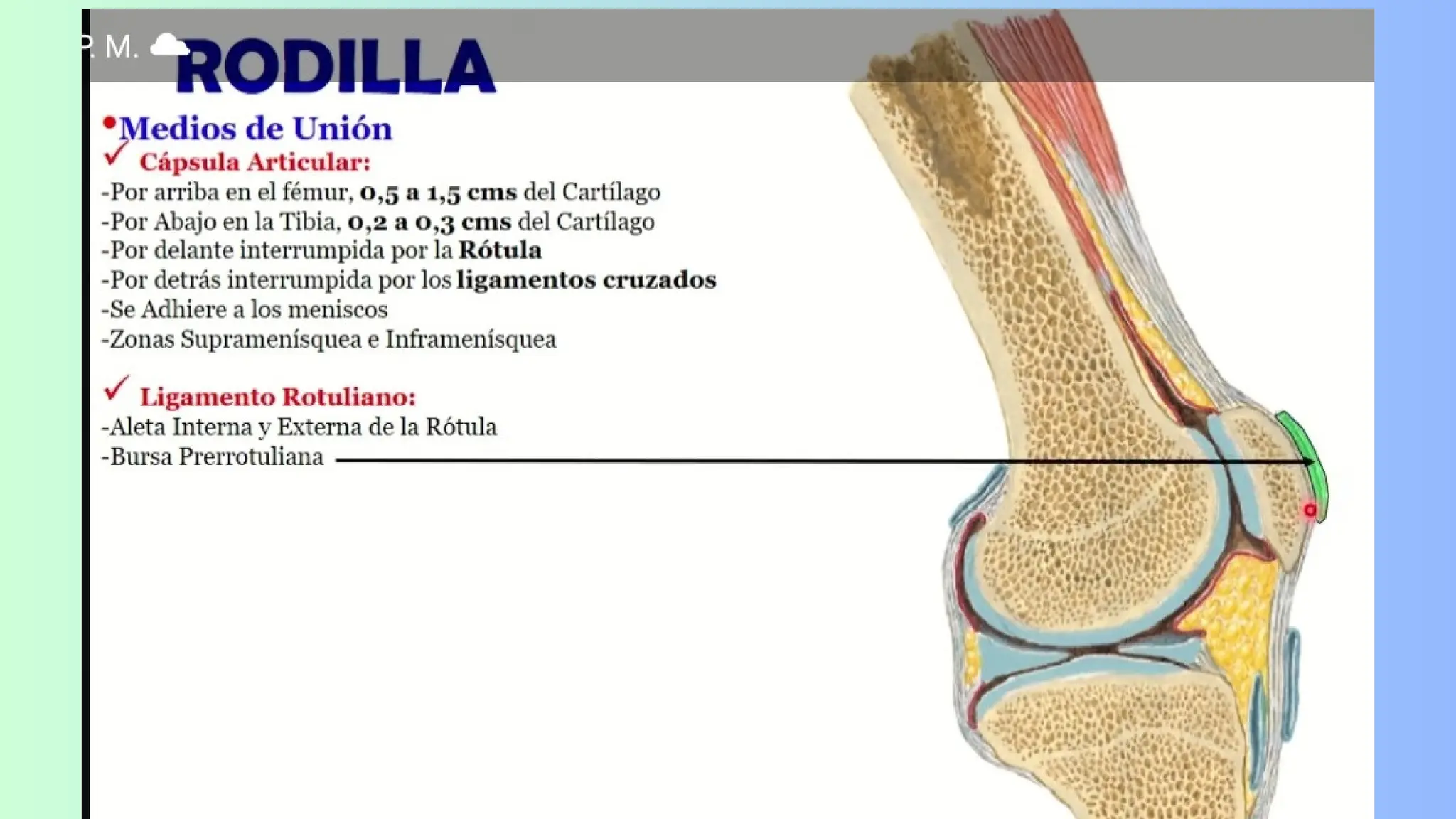 Anatomía de la rotula_20231123_224421_0000.pdf
