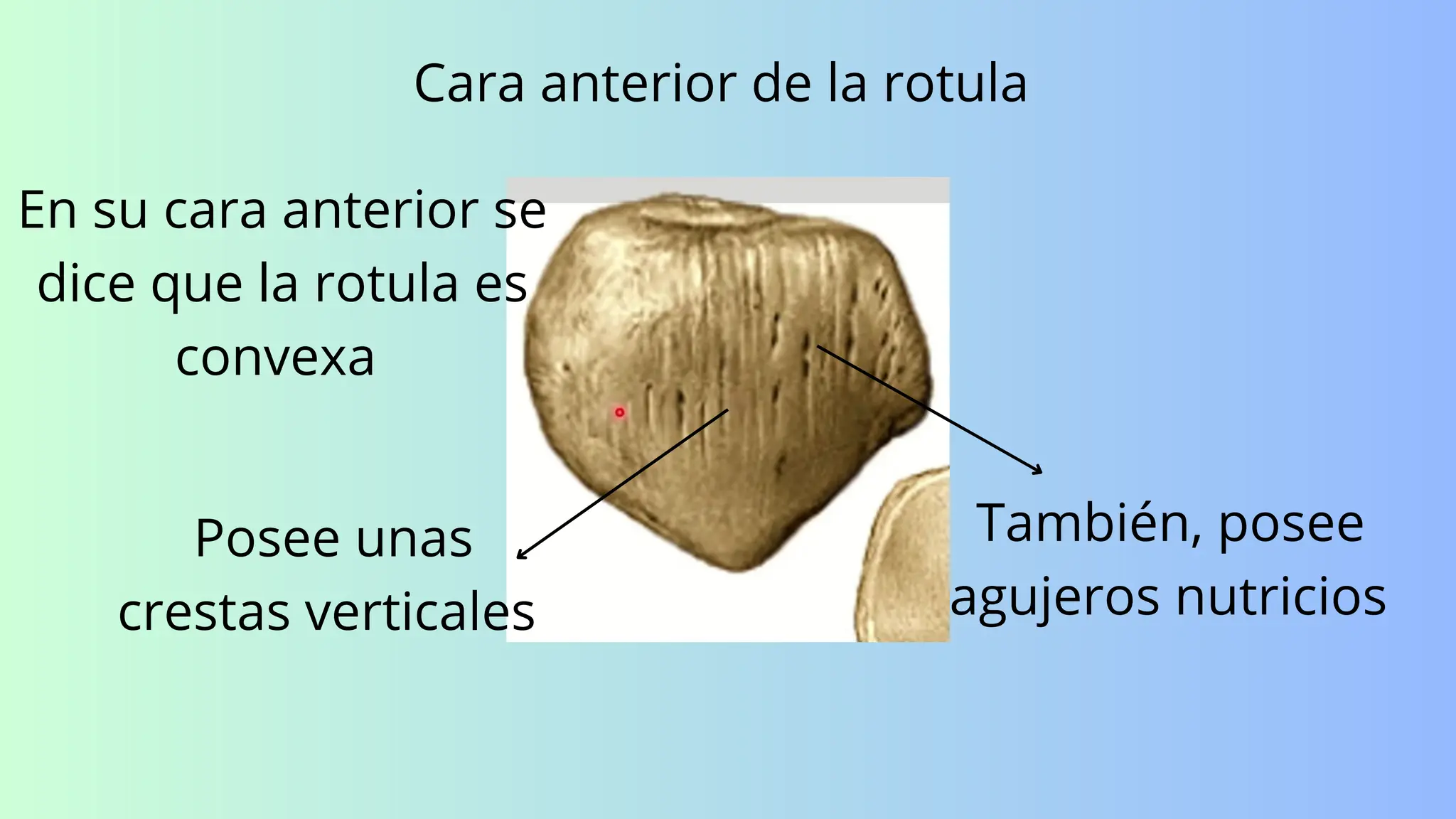 Anatomía de la rotula_20231123_224421_0000.pdf