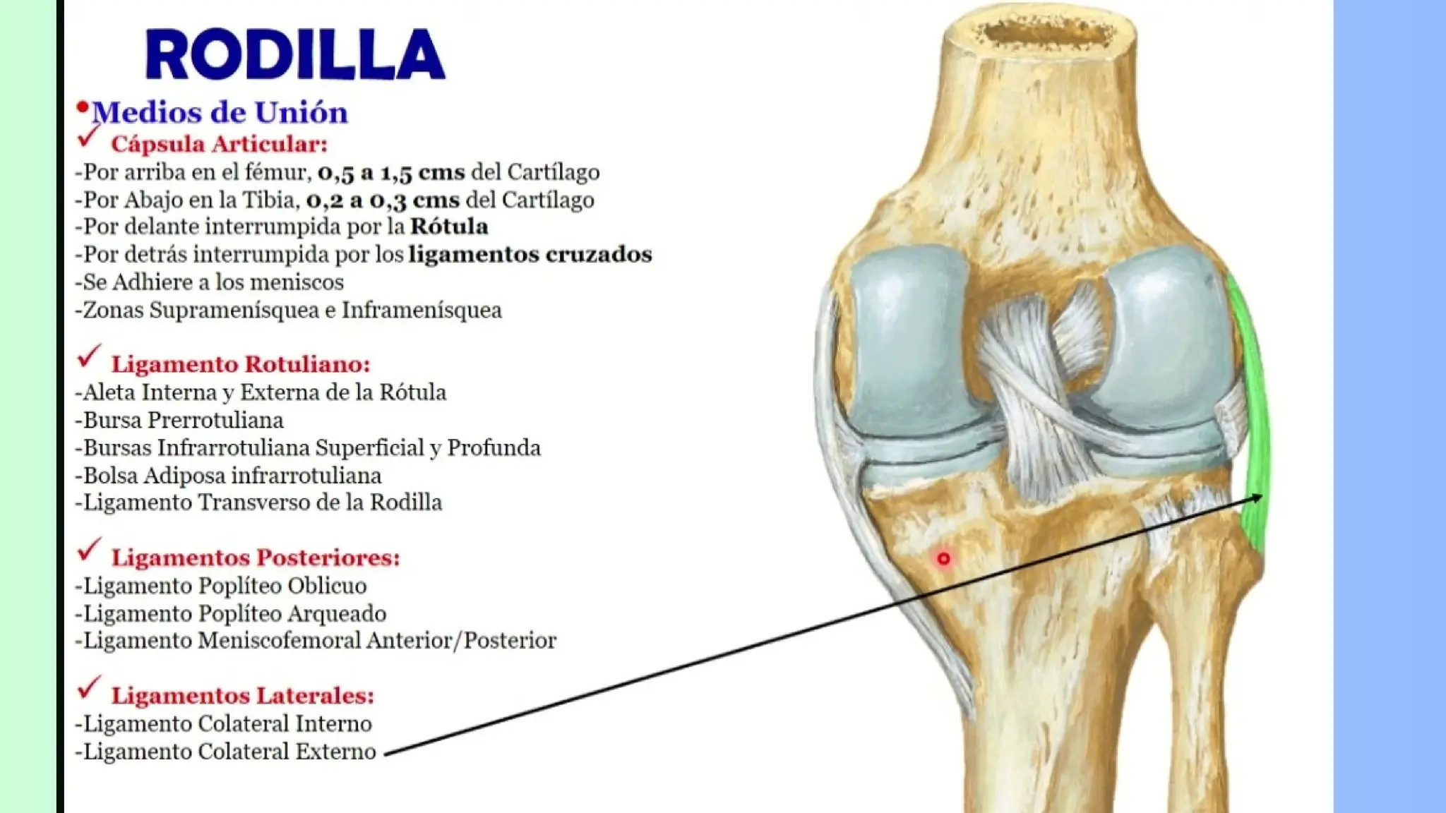 Anatomía de la rotula_20231123_224421_0000.pdf