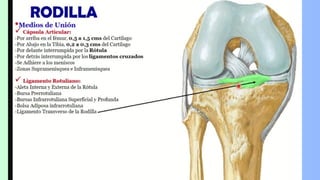 Anatomía de la rotula_20231123_224421_0000.pdf