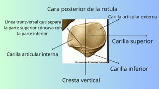Anatomía de la rotula_20231123_224421_0000.pdf