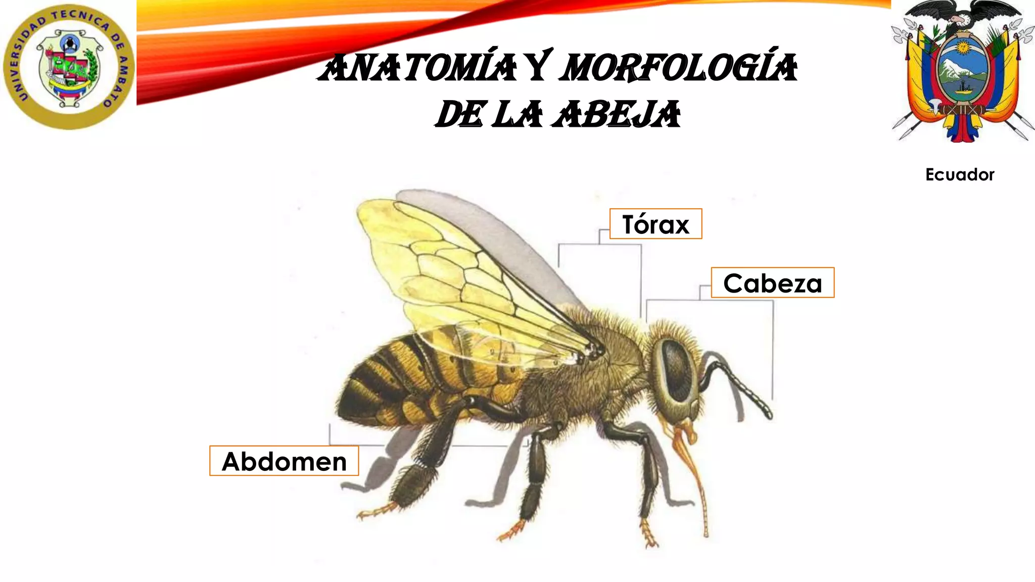 La Anatomía De Una Abeja
