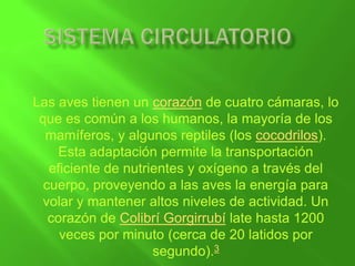 Anatomía de las aves | PPTX