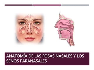 Anatomía de las fosas nasales y los senos paranasales | PPTX