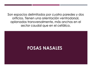 Anatomía de las fosas nasales y los senos paranasales | PPTX