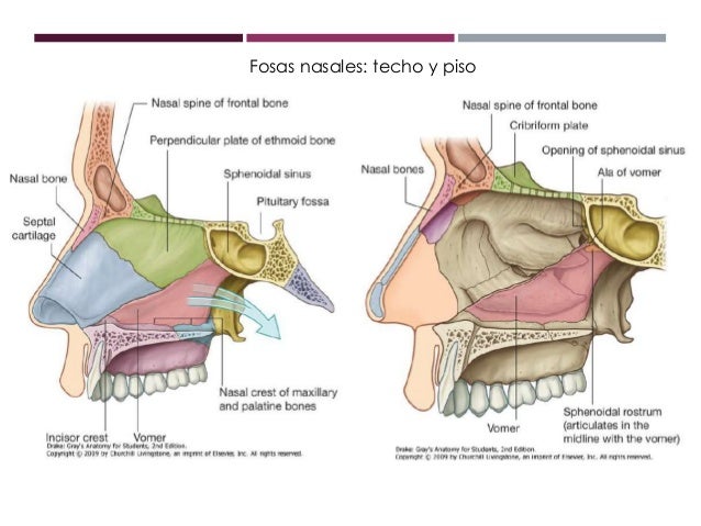 Anatomía de las fosas nasales y los senos paranasales