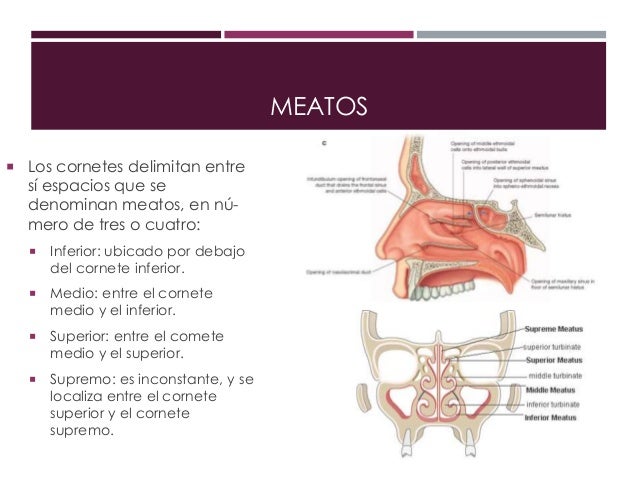 Anatomía de las fosas nasales y los senos paranasales