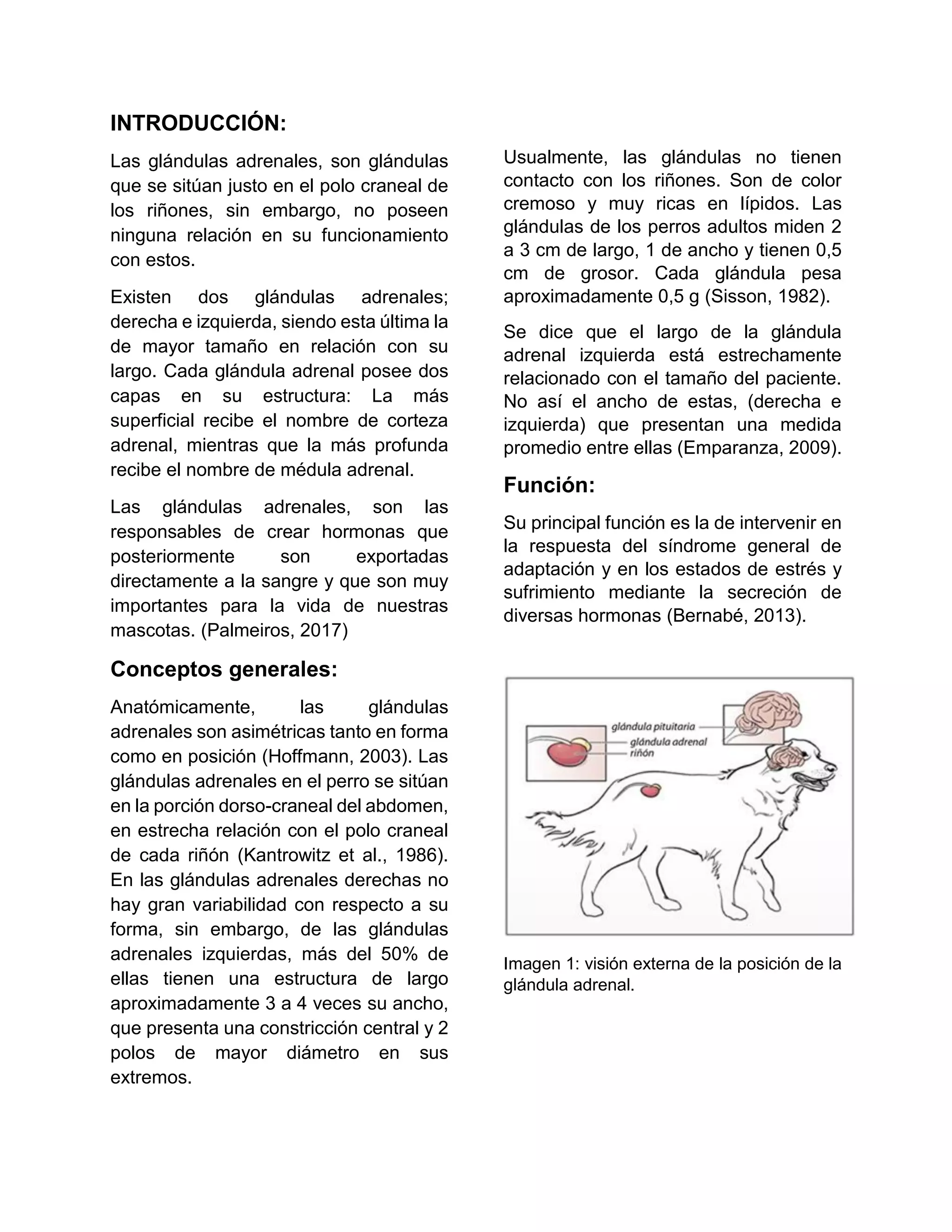 Anatomía de las glándulas adrenales | PDF